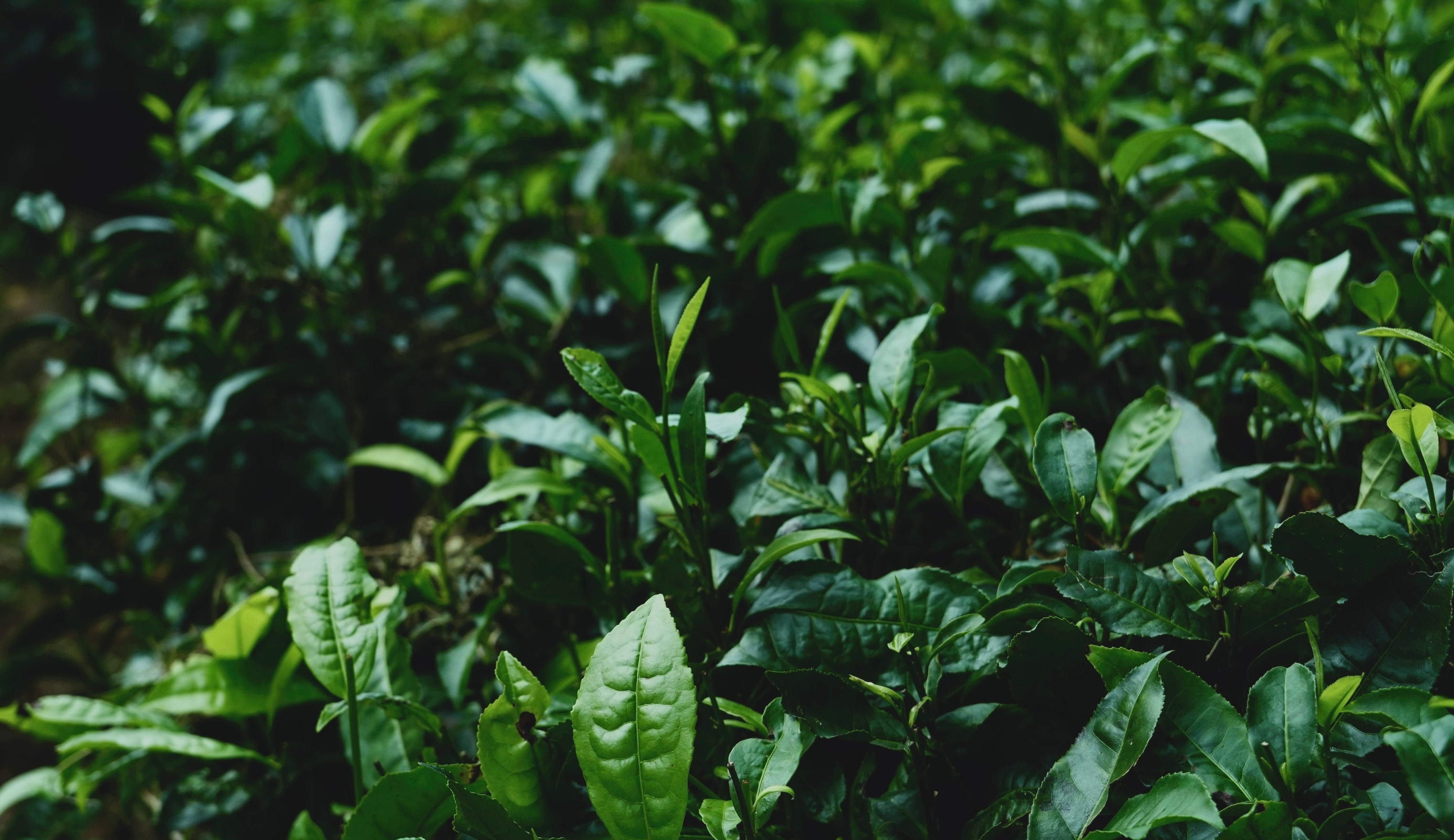 What Is Pu’er Tea? Exploring Its Timeless Appeal – YUSTEA